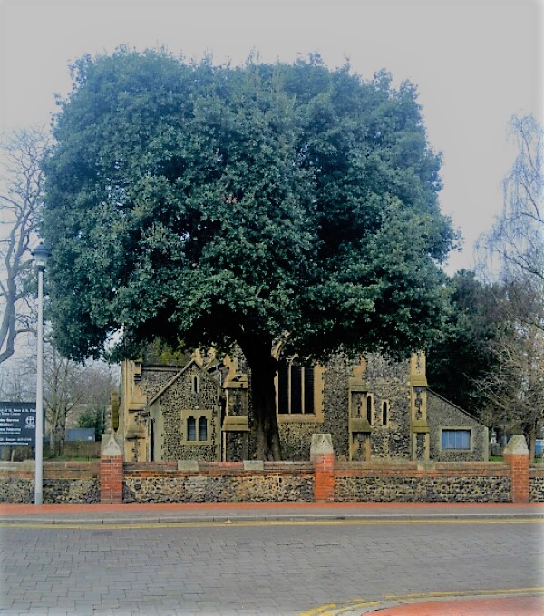My Sunday Photo - Church Tree - Relentlessly Purple